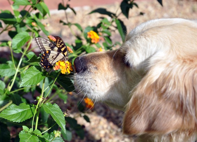 Nose to Proboscis - Roger muses about Nature