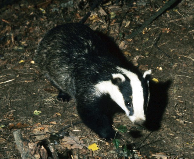 Badger Bother - Roger muses about Nature