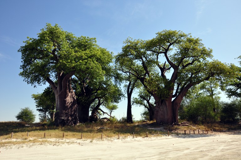 Baines Baobabs in Botswana | Roger musing about Peace with Nature