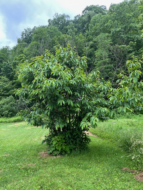 De-extinction of American Chestnuts | Roger musing about Peace with Nature